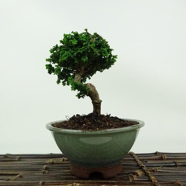 盆栽 桧 石化桧 樹高 約12cm せっかひのき Chamaecyparis obtusa セッカヒノキ ヒノキ科 常緑樹 観賞用 小品 現品 : はニわ株式会社 Yahoo!ショップ ...