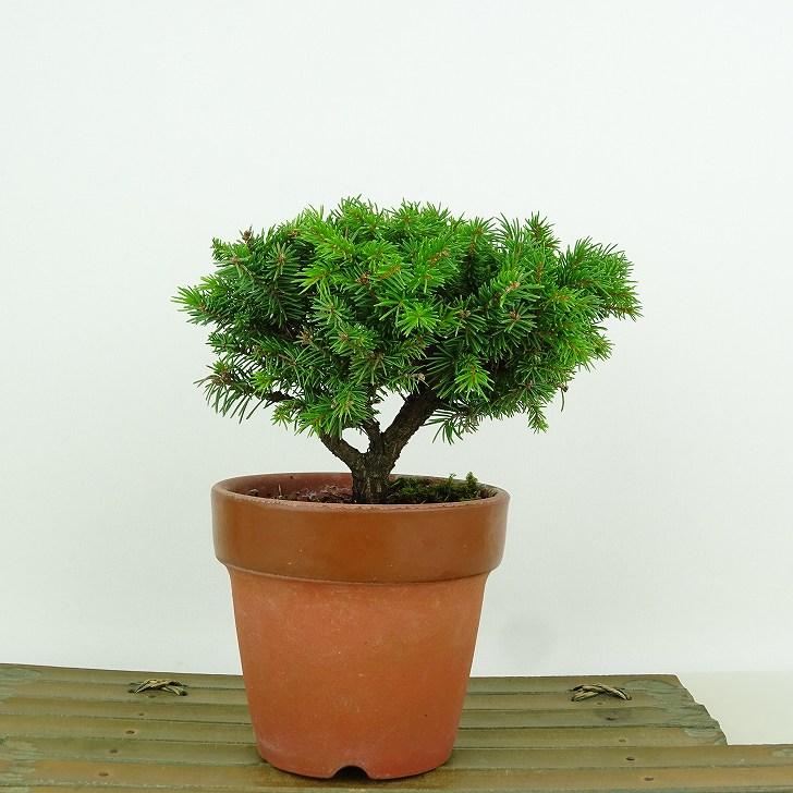 盆栽 松 蝦夷松 樹高 約9cm えぞまつ Picea jezoensis エゾマツ マツ科 常緑針葉樹 観賞用 小品 現品 : はニわ ...
