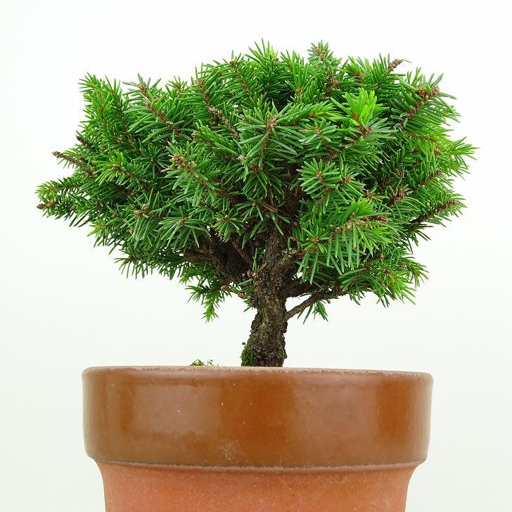 盆栽 松 蝦夷松 樹高 約9cm えぞまつ Picea jezoensis エゾマツ マツ科 常緑針葉樹 観賞用 小品 現品 : はニわ ...
