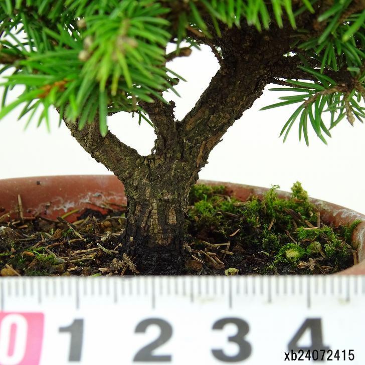 盆栽 松 蝦夷松 樹高 約9cm えぞまつ Picea jezoensis エゾマツ マツ科 常緑針葉樹 観賞用 小品 現品 : はニわ ...
