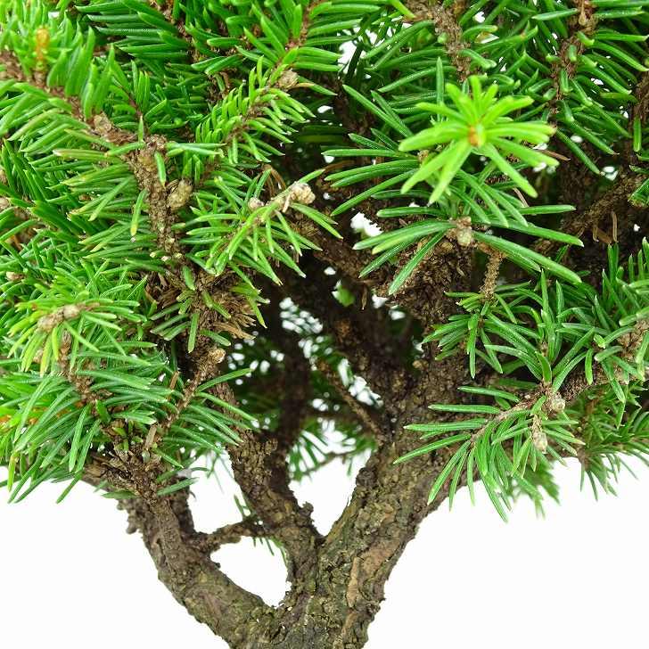 盆栽 松 蝦夷松 樹高 約9cm えぞまつ Picea jezoensis エゾマツ マツ科 常緑針葉樹 観賞用 小品 現品 : はニわ ...