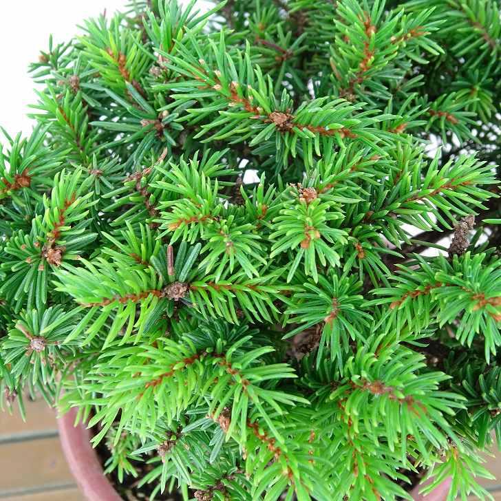 盆栽 松 蝦夷松 樹高 約9cm えぞまつ Picea jezoensis エゾマツ マツ科 常緑針葉樹 観賞用 小品 現品 : はニわ ...