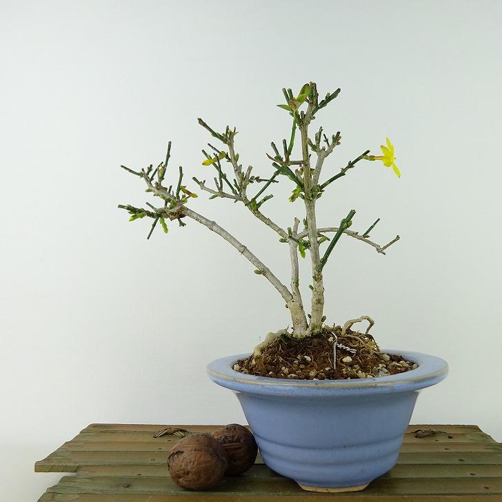 盆栽 黄梅 樹高 約14cm おうばい Jasminum nudiflorum オウバイ 盆栽 黄梅 樹高 約14cm おうばい Jasminum nudiflorum オウバイ
