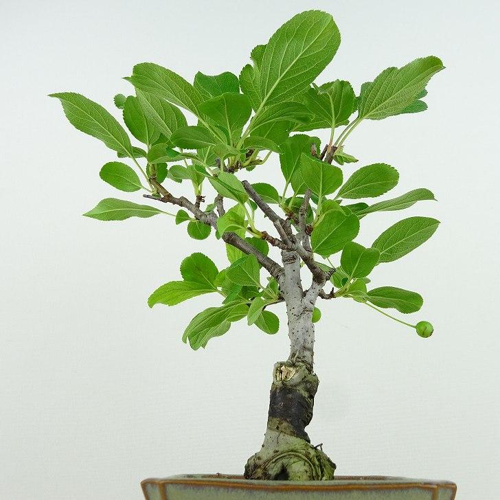 盆栽 海棠 樹高 約18cm かいどう Malus micromalus カイドウ 実物 バラ科 落葉樹 観賞用 小品 現品 : 073-2350-03 : はニわ株式会社 Yahoo ...