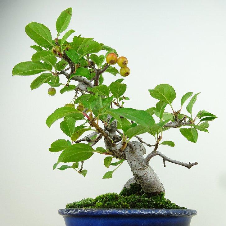 盆栽 海棠 樹高 約18cm かいどう Malus micromalus カイドウ 実 バラ科 落葉樹 観賞用 小品 現品 : はニわ株式会社 Yahoo!ショップ - 通販 - Yahoo ...