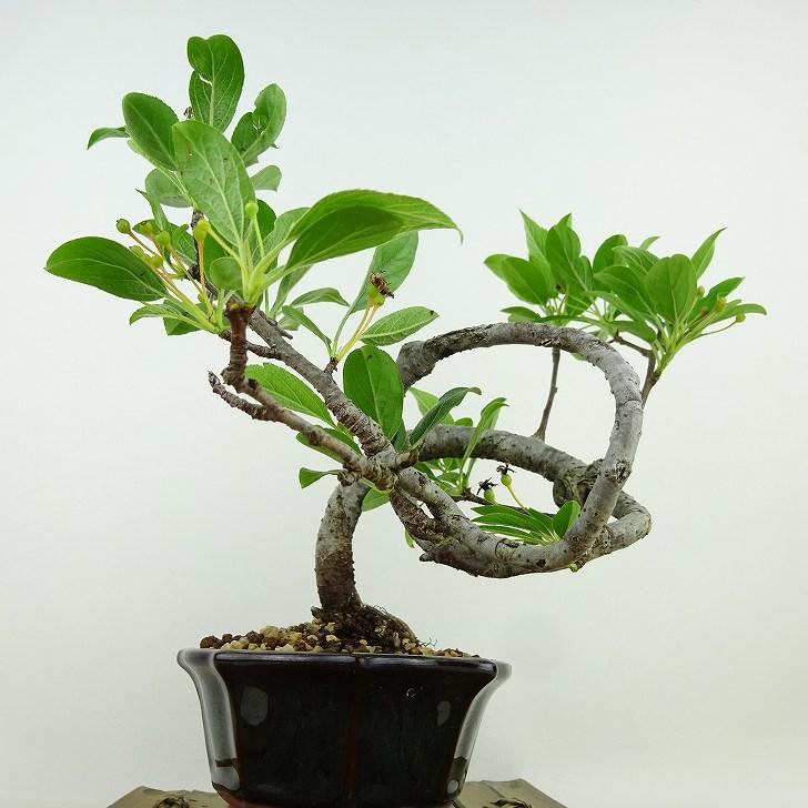 盆栽 深山 海棠 樹高 約18cm かいどう Malus micromalus カイドウ 花 バラ科 落葉樹 観賞用 小品 現品 : はニわ株式会社 Yahoo!ショップ - 通販 ...