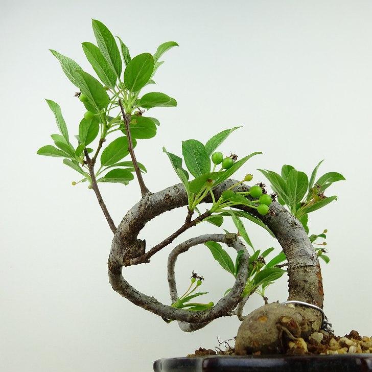 盆栽 深山 海棠 樹高 約18cm かいどう Malus micromalus カイドウ 花 バラ科 落葉樹 観賞用 小品 現品 : はニわ株式会社 Yahoo!ショップ - 通販 ...