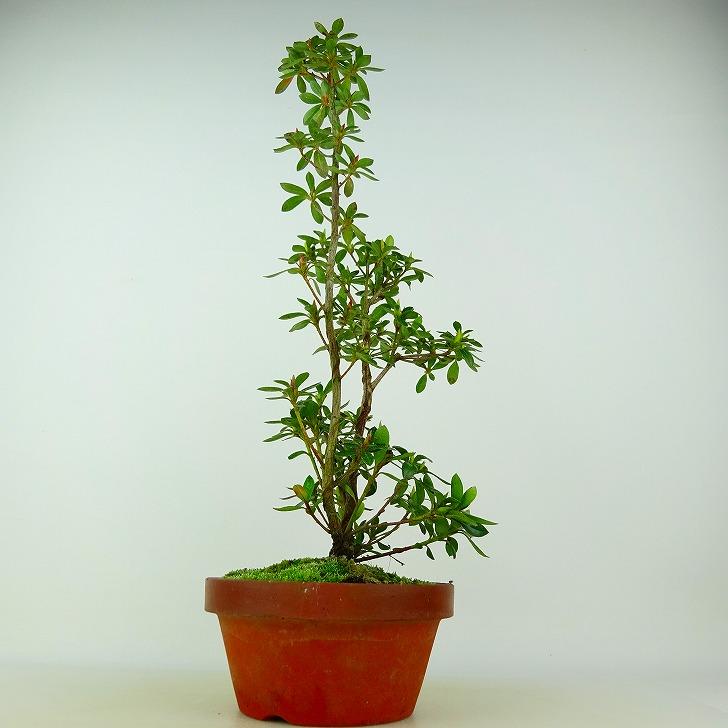 盆栽 皐月 鼓の舞 樹高 約37cm さつき Rhododendron indicum サツキ ツツジ科 常緑樹 観賞用 現品 : はニわ株式会社 Yahoo!ショップ - 通販 ...
