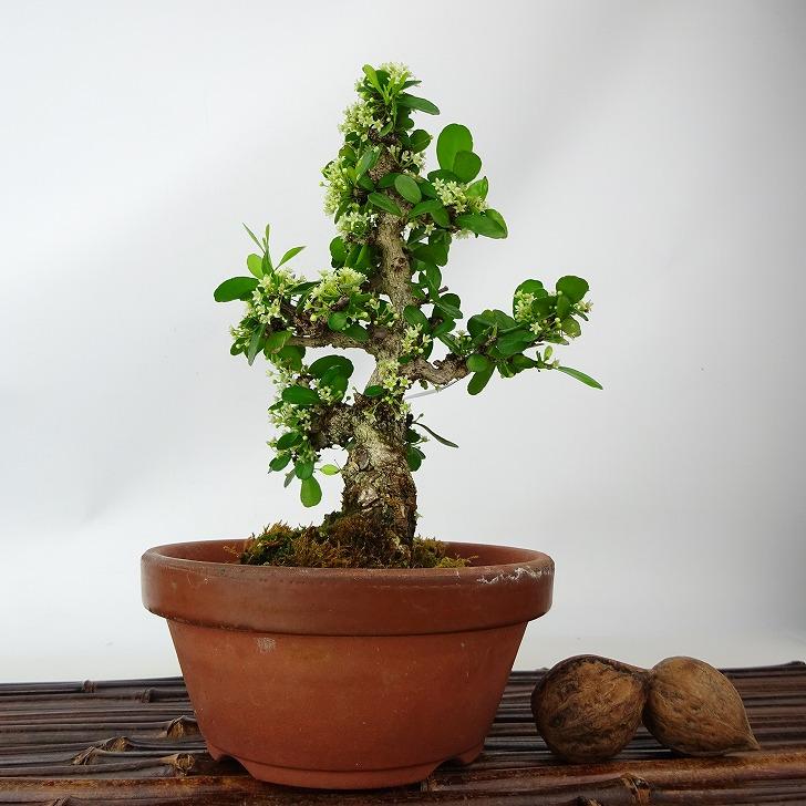 盆栽 針蔓柾 樹高 約14cm はりつるまさき ハリツルマサキ 花物 盆栽 針蔓柾 樹高 約14cm はりつるまさき ハリツルマサキ 花物