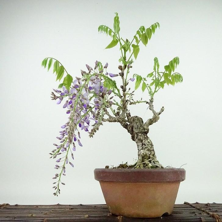 盆栽 藤 樹高 上下 約32cm ふじ Wisteria floribunda フジ 花 ムラサキ つる性 マメ科 フジ属 落葉樹 観賞用 現品 :267-24300-03:はニわ株式会社 ...