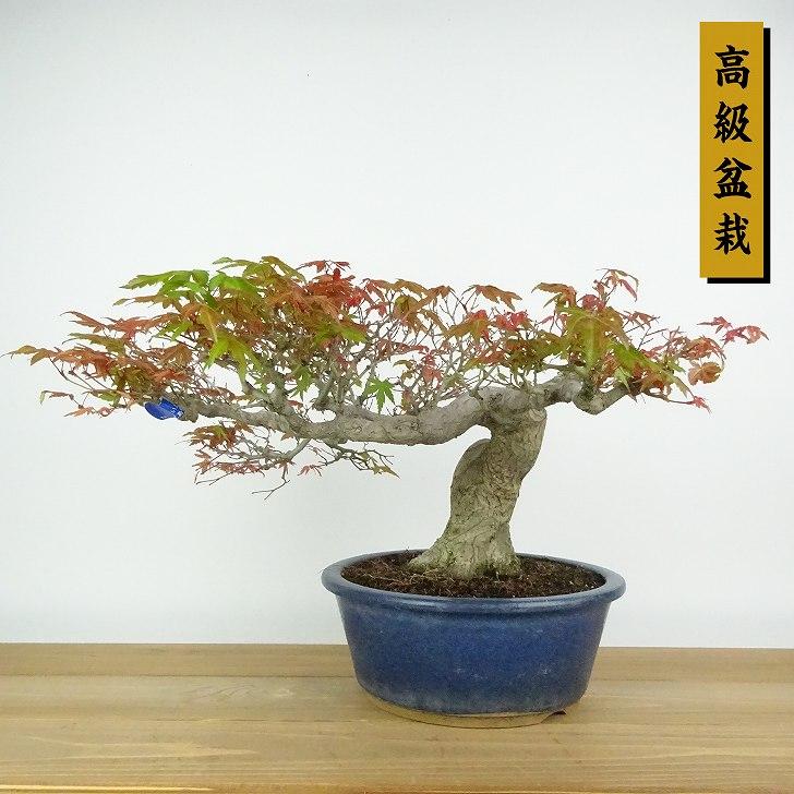 盆栽 紅葉 樹高 約23cm もみじ 高級盆栽 Acer palmatum モミジ 盆栽 紅葉 樹高 約23cm もみじ 高級盆栽 Acer palmatum モミジ