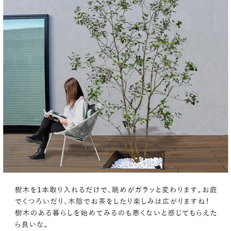DEPOS 施工付植木/近畿地域限定 シンボルツリー 庭木 常緑広葉樹 DEPOS 施工付植木/近畿地域限定 シンボルツリー 庭木 常緑広葉樹