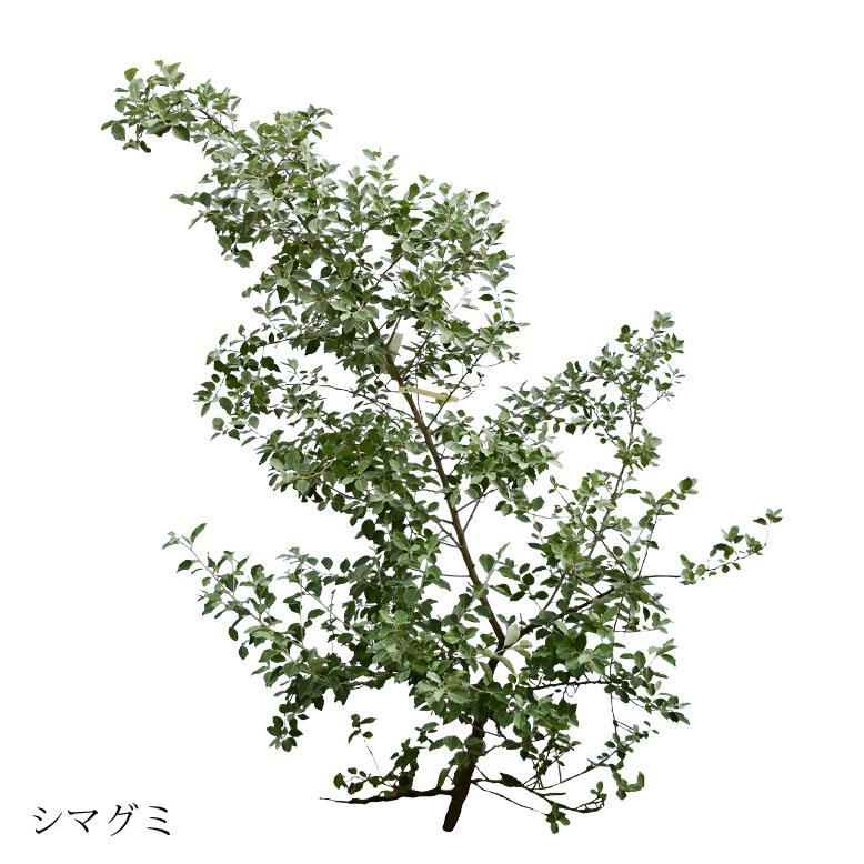 DEPOS 施工付植木/近畿地域限定 シンボルツリー 庭木 常緑広葉樹 低木 樹高2.5m以下(根含まず) 植樹付 UJU 結樹 ゆうじゅ シマグミ 代金引換・同梱不可 hnw1 ...