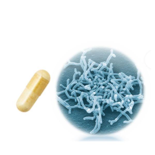 森永乳業 ビヒダスBB536/サプリメント/森永ビヒダスBB536（45カプセル）×2袋 : ハピ・ラ・ポール Onlineshop - 通販 - Yahoo!ショッピング