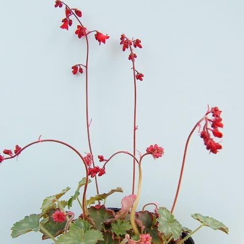花苗 春 多年草 ヒューケラ ルビーベル 1鉢 3〜3.5号 お届け中 Heuchera Ruby Bell 宿根草 耐寒性 常緑 シェード ...