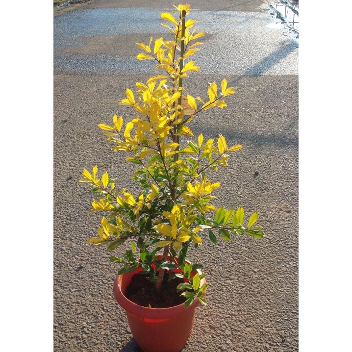 ヒイラギ・サニーフォスター 5号 Ilex attenauata Sunny Foster : HappyGarden - 通販 - Yahoo!ショッピング