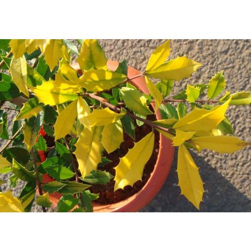 ヒイラギ・サニーフォスター 5号 Ilex attenauata Sunny Foster : HappyGarden - 通販 ...