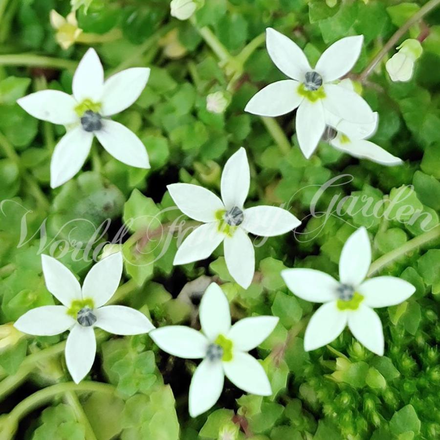 花苗 プラティア ペドゥンクラータ 白花 1鉢 3号 お届け中 Pratia pedunculata 宿根草 耐寒性 多年草 匍匐性 グランド ...