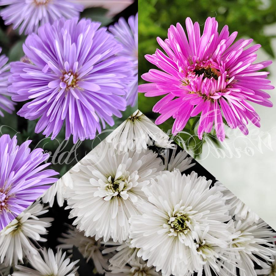 花苗 アスター ビクトリア 花無し 3種から選べる 1鉢 3〜3.5号 お届け中 Aster Victoria 孔雀アスター アスタ クジャク ...