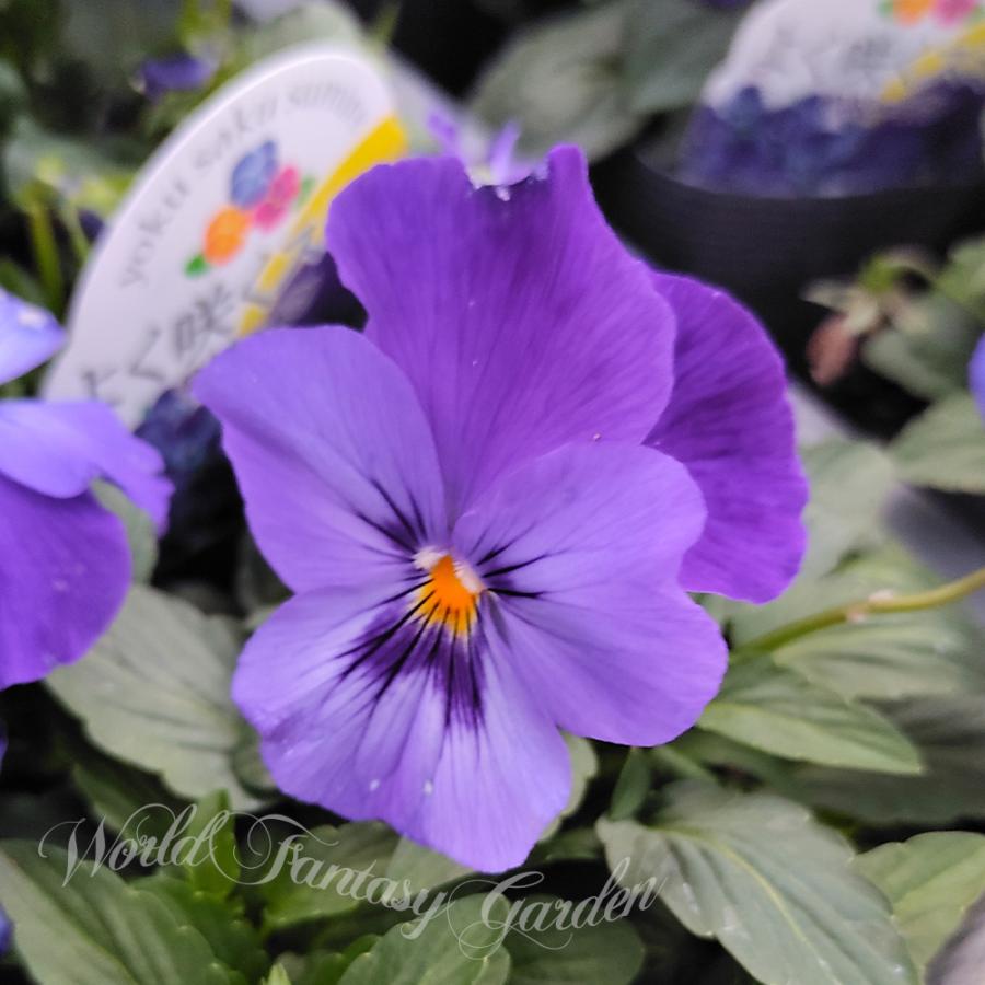 花苗 秋 冬 よく咲くスミレ ラムレーズン 2鉢セット お届け中 pansy パンジー ビオラ スミレ 一年草 イングリッシュガーデン 2025P 1230p : HappyGarden ...