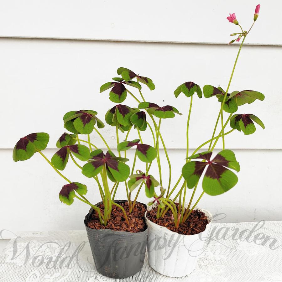 球根苗 花苗 芽出し球根 オキザリス アイアンクロス 1鉢 Oxalis 球根苗 花苗 芽出し球根 オキザリス アイアンクロス 1鉢 Oxalis