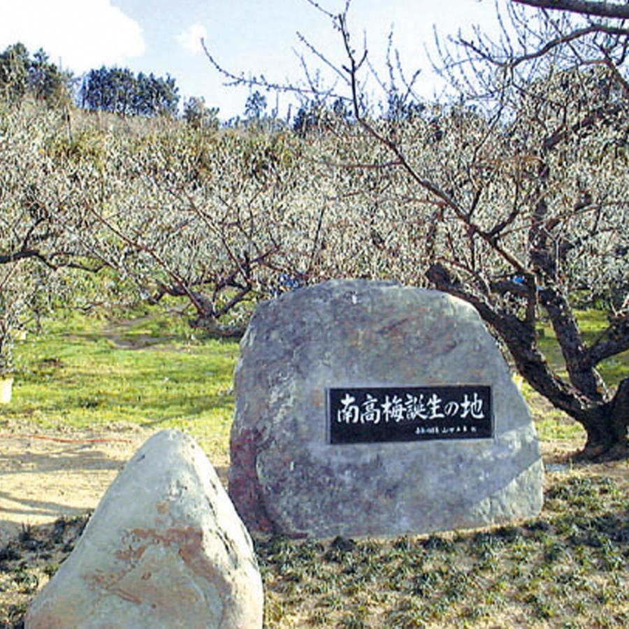 Y705-020 本場紀州南高梅「絹梅」800g : 晴富 - 通販 - Yahoo!ショッピング