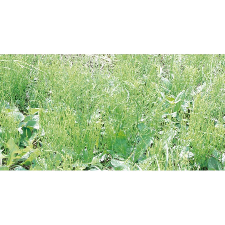 IRIS OHYAMA 速効除草剤 2L 8個セット SJS-2LR (草枯らし 雑草 即効性 ストレート そのまま散布 非農耕地用 アイリスオーヤマ)(ポイント利用) : DIY.com ...