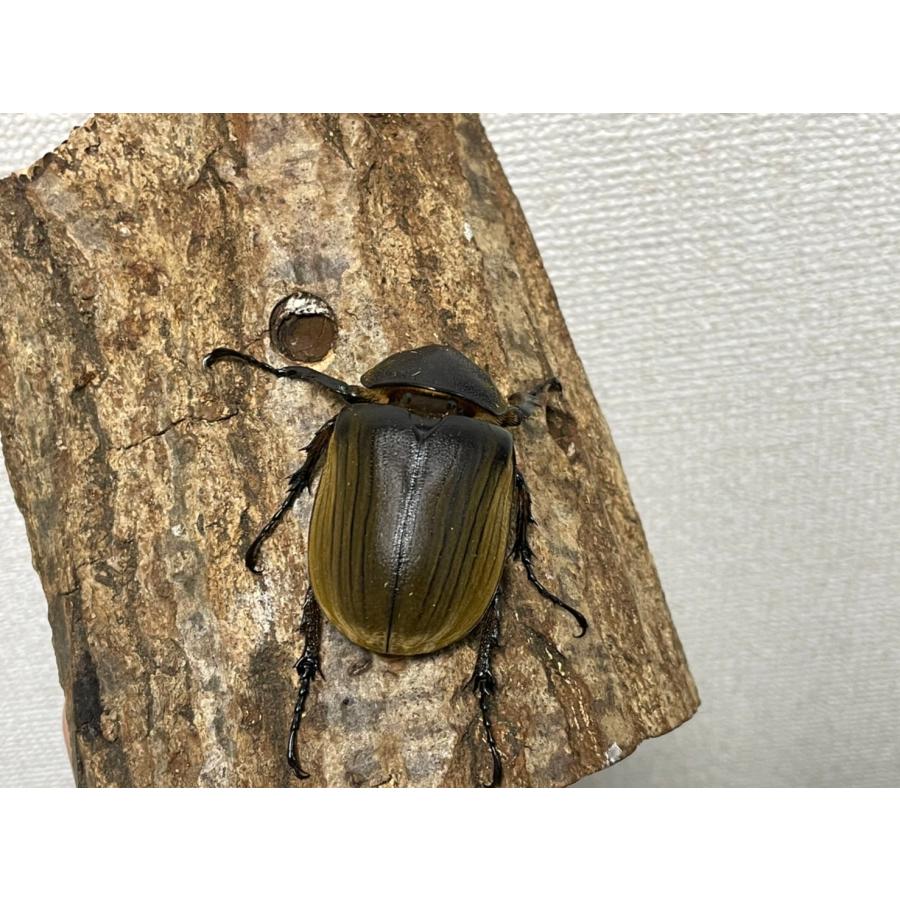[レア種]アヌビスゾウカブト成虫メス54mm :10-9:カブトムシ専門店ヘラゾウ - 通販 - Yahoo!ショッピング