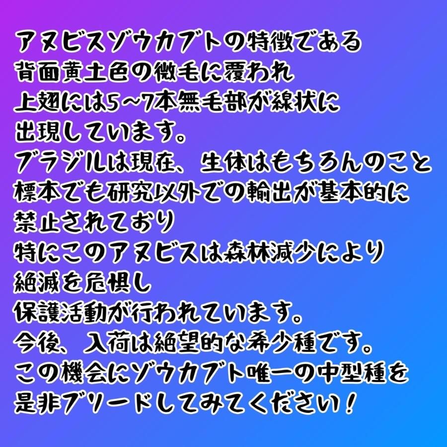 [レア種]アヌビスゾウカブト成虫メス54mm :10-9:カブトムシ専門店ヘラゾウ - 通販 - Yahoo!ショッピング