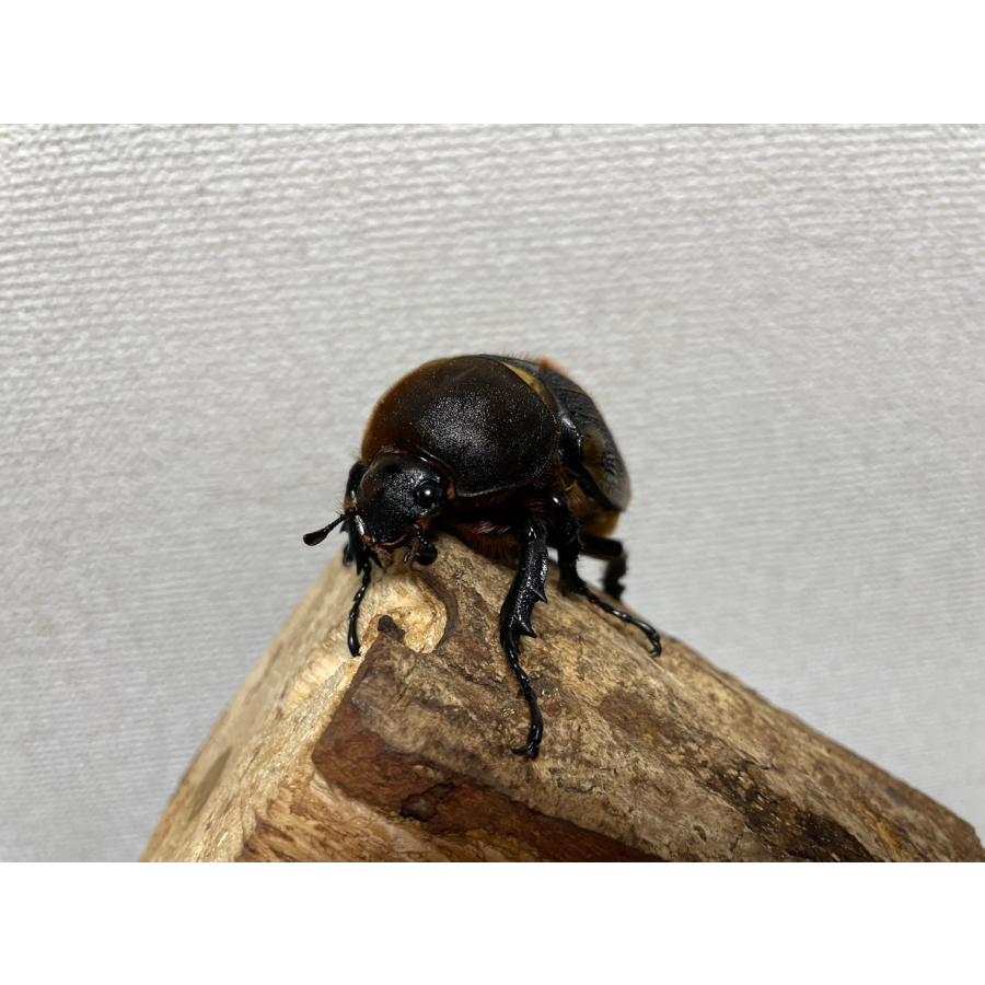 ヘラクレスリッキー成虫70mメス後食済（ヘラクレスオオカブト亜種、DHリッキー） : カブトムシ専門店ヘラゾウ - 通販 - Yahoo!ショッピング