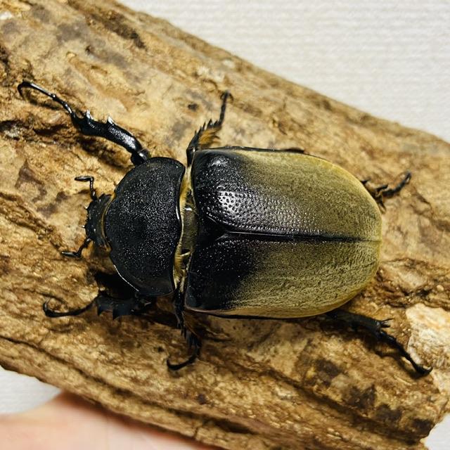 エレファスゾウカブト 成虫ペア ♂101.5mm ♀65.8mm : カブトムシ専門店ヘラゾウ - 通販 - Yahoo!ショッピング