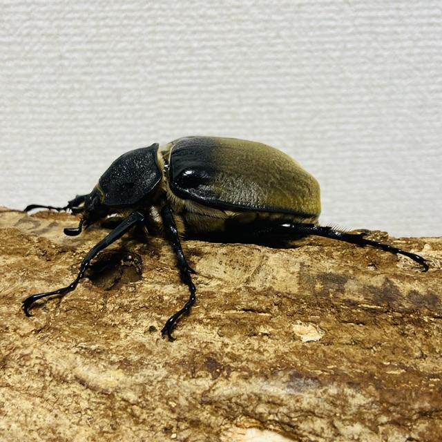エレファスゾウカブト 成虫ペア ♂101.5mm ♀65.8mm : カブトムシ専門店ヘラゾウ - 通販 - Yahoo!ショッピング
