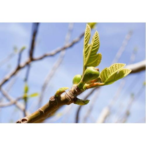 エルム 15ml ジェムレメディ シングル ハーバル サプリメント お肌のインナーケア 新芽 ジェモセラピー チンキ BIO Elm ORME : ハーブセンター - 通販 - Yahoo ...