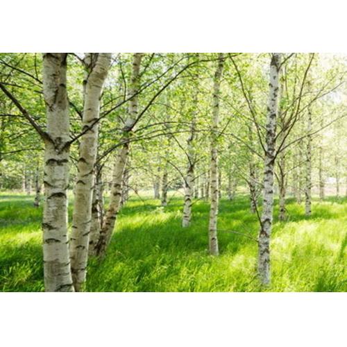 エルム 15ml ジェムレメディ シングル ハーバル サプリメント お肌のインナーケア 新芽 ジェモセラピー チンキ BIO Elm ORME :HG030420:ハーブセンター - 通販 ...