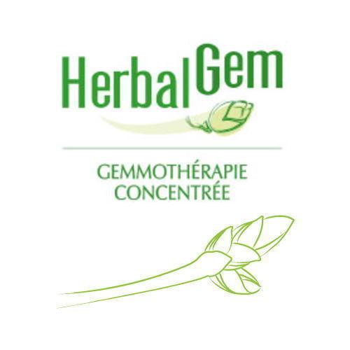 エルム 15ml ジェムレメディ シングル ハーバル サプリメント お肌のインナーケア 新芽 ジェモセラピー チンキ BIO Elm ORME : hg030420 : ハーブセンター ...
