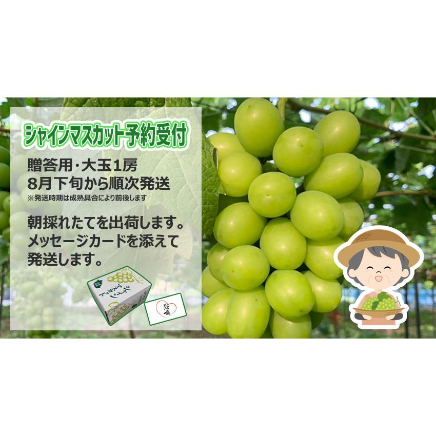 シャインマスカット 産地直送 贈答用 大玉 予約受付 1房(約600〜700g目安) 島根県産 メッセージカード付 育成ライブ映像 :hero-mascat05:ヒーローネットショップ ...