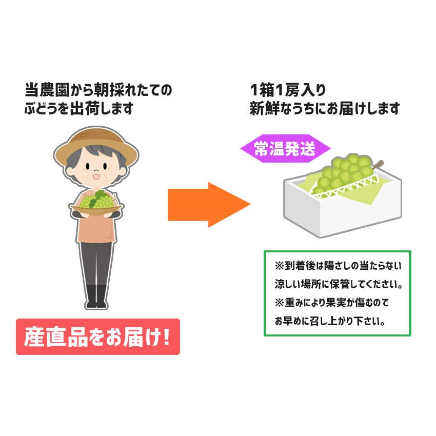シャインマスカット 産地直送 贈答用 大玉 予約受付 1房(約600〜700g目安) 島根県産 メッセージカード付 育成ライブ映像 :hero-mascat05:ヒーローネットショップ ...