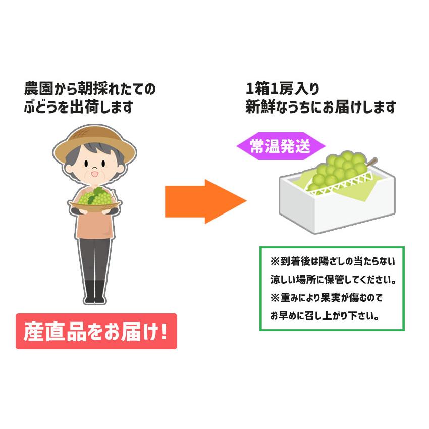 シャインマスカット 産地直送 贈答用 大玉 予約受付 1房(約600〜700g目安) 島根県産 メッセージカード付 : ライフ707 - 通販 - Yahoo!ショッピング