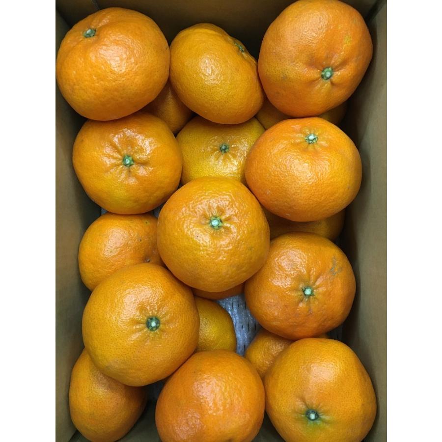 甘平（かんぺい）愛媛ブランド・5Lサイズ・3kg入（農園直送）ご贈答用・ご家庭用におすすめです :fr02n-3k-5L:ヘルシーフーズやまお Yahoo!店 - 通販 - Yahoo!ショッピング