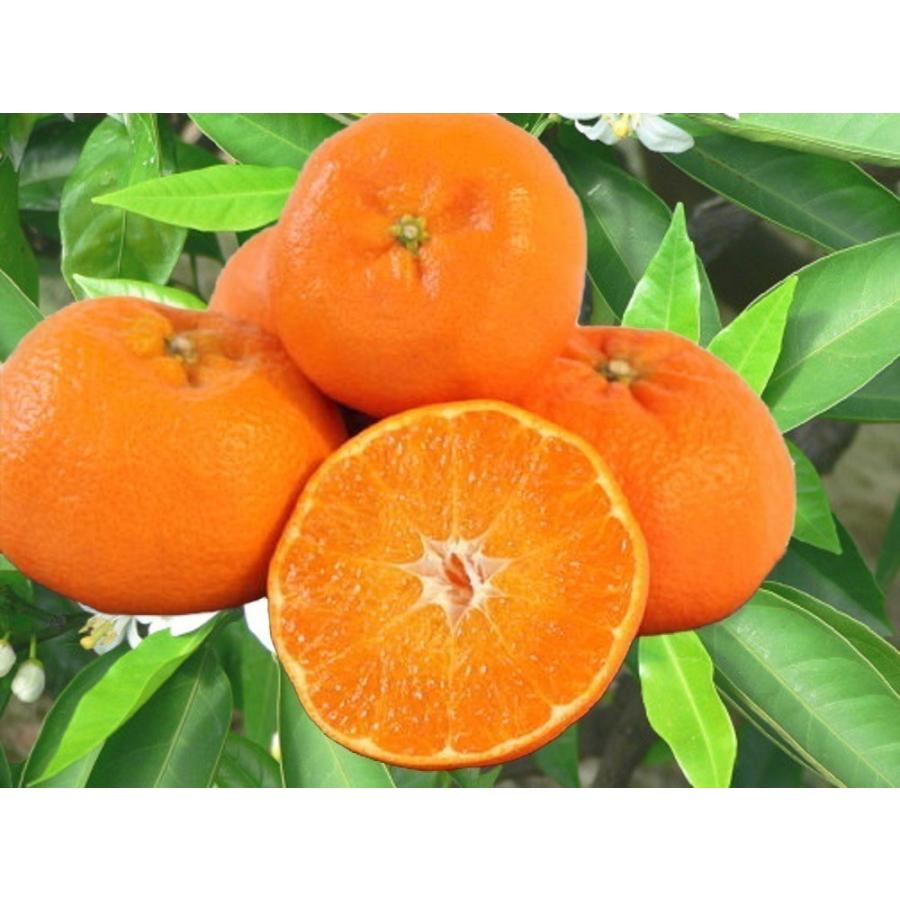 2025 ギフト 贈り物 プレゼント 寒中見舞 甘平（かんぺい）愛媛ブランド・5Lサイズ・3kg入（農園直送）ご贈答用・ご家庭用におすすめです : fr02n-3k-5l : ヘルシーフーズや ...