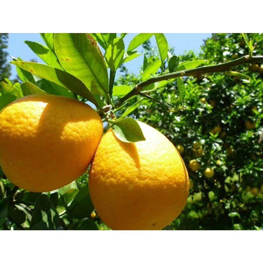 2025 ギフト 贈り物 プレゼント 河内晩柑（かわちばんかん・愛媛産・愛南・3Lサイズ）4kg入（ご贈答用・ご家庭用におすすめです） : ヘルシーフーズやまお Yahoo!店 - 通販 ...