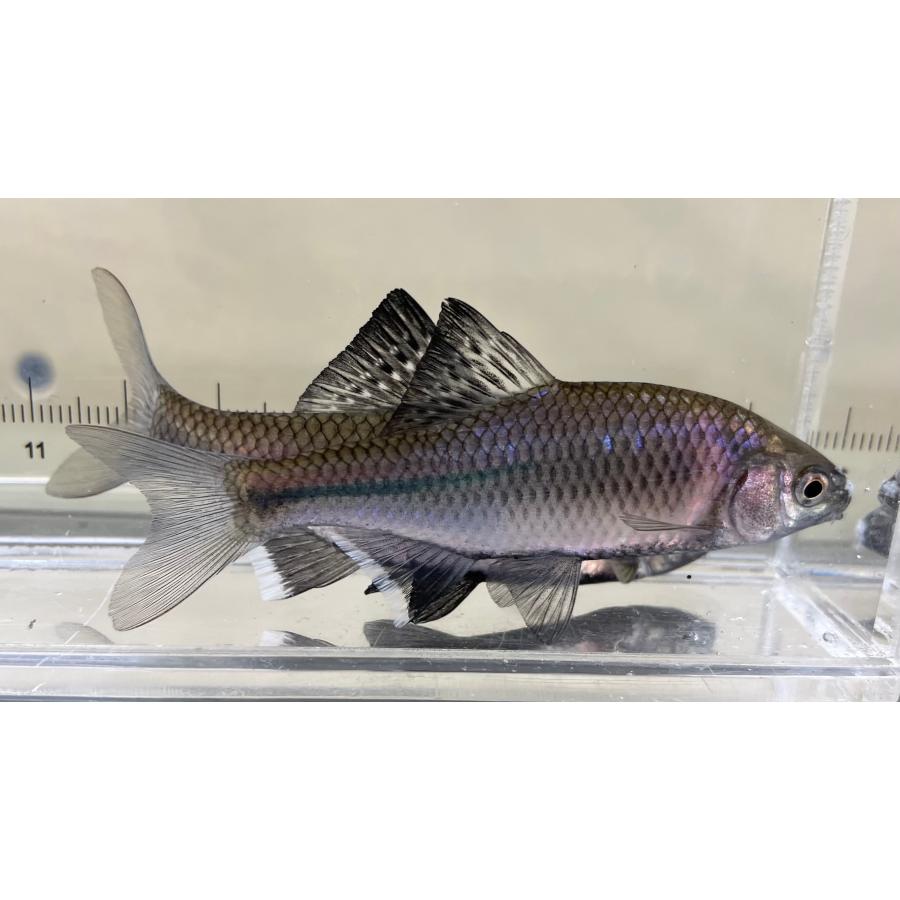 マタナゴ 4〜5cm 10匹（日本淡水魚）川魚 : matanago10 : ひばり観賞魚 - 通販 - Yahoo!ショッピング
