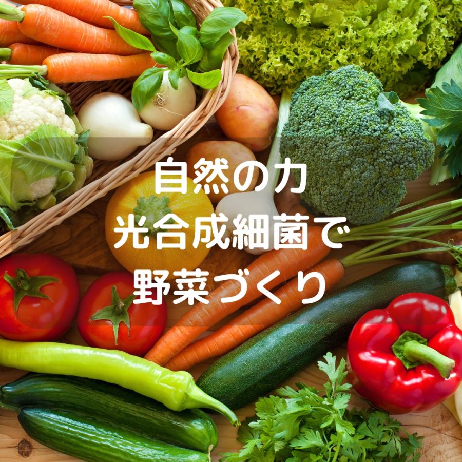 光合成細菌 PSB 2リットル 農業 畜産 ガーデニング メダカ 観賞魚飼育に 【光合成細菌専門店 秀玄】 :PSB-2000:光合成細菌PSB専門店 秀玄 - 通販 - Yahoo!ショッピング