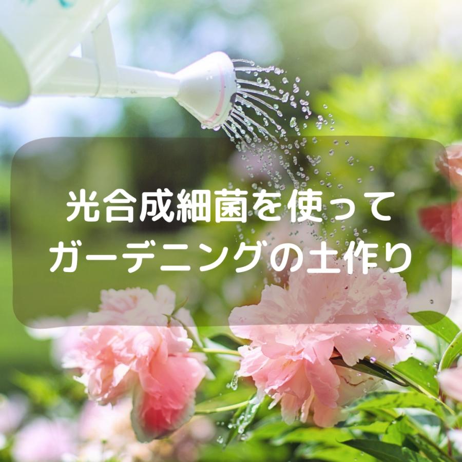 光合成細菌 PSB 2リットル 農業 畜産 ガーデニング メダカ 観賞魚飼育に 【光合成細菌専門店 秀玄】 :PSB-2000:光合成細菌PSB専門店 秀玄 - 通販 - Yahoo!ショッピング