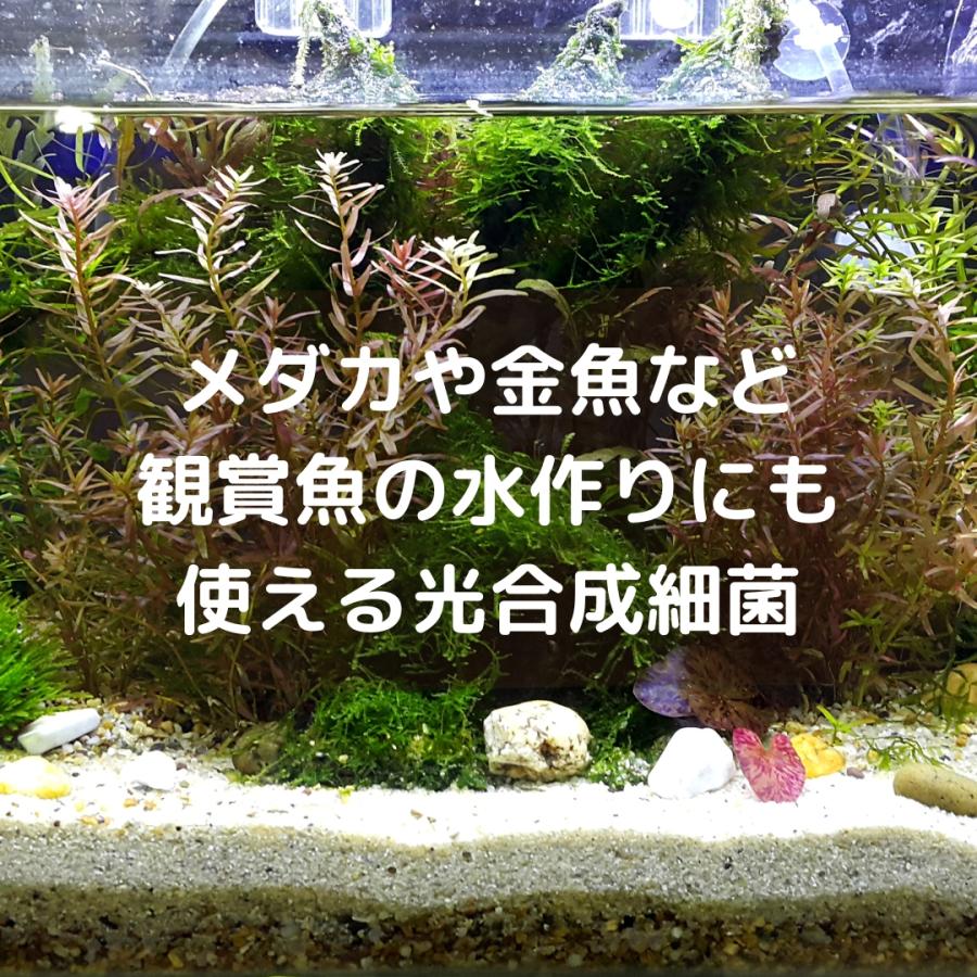 光合成細菌 PSB 2リットル 農業 畜産 ガーデニング メダカ 観賞魚飼育に 【光合成細菌専門店 秀玄】 :PSB-2000:光合成細菌PSB専門店 秀玄 - 通販 - Yahoo!ショッピング