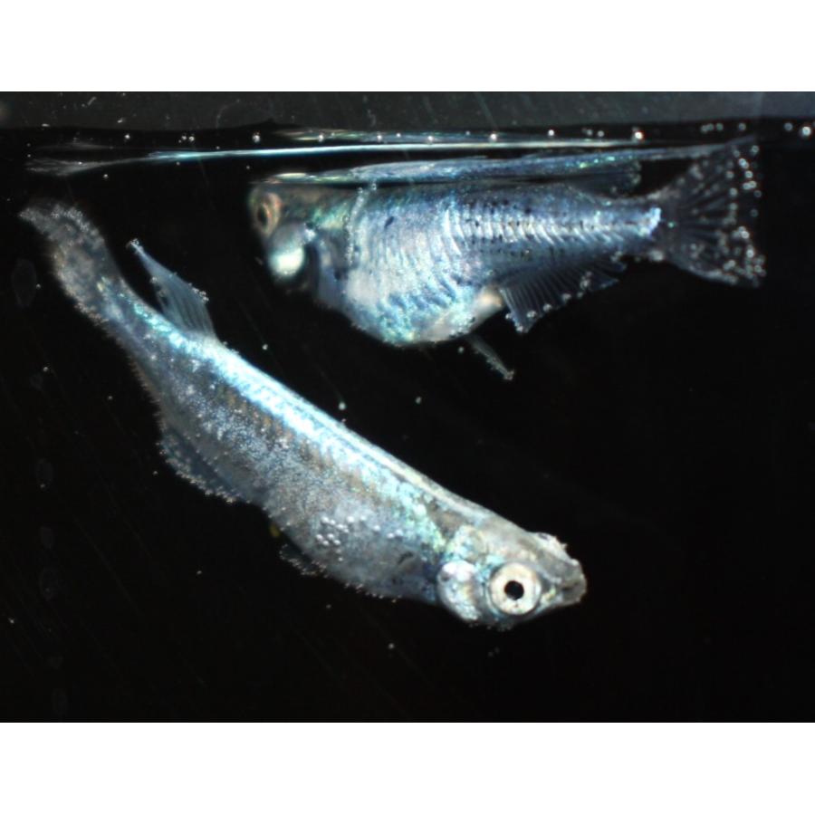 （メダカ）黒衣マリアージュ（黒衣×マリアージュロングフィン）稚魚 未選別 Sサイズ 15匹 : メダカ屋ひな - 通販 - Yahoo!ショッピング