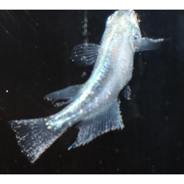 （メダカ）黒衣マリアージュ（黒衣×マリアージュロングフィン）稚魚 未選別 Sサイズ 15匹 : メダカ屋ひな - 通販 - Yahoo!ショッピング
