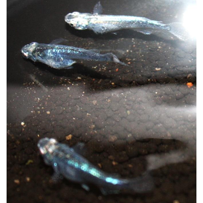 （メダカ）黒衣マリアージュ（黒衣×マリアージュロングフィン）稚魚 未選別 Sサイズ 15匹 : メダカ屋ひな - 通販 - Yahoo!ショッピング