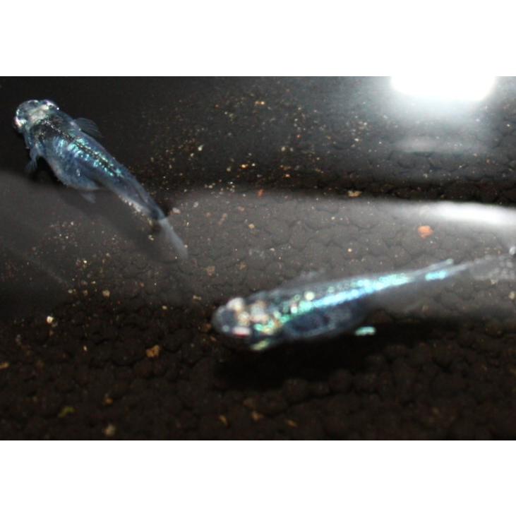 （メダカ）黒衣マリアージュ（黒衣×マリアージュロングフィン）稚魚 未選別 Sサイズ 15匹 : メダカ屋ひな - 通販 - Yahoo!ショッピング
