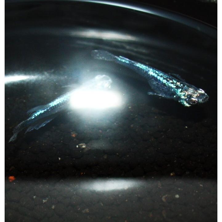 （メダカ）黒衣マリアージュ（黒衣×マリアージュロングフィン）稚魚 未選別 Sサイズ 15匹 : メダカ屋ひな - 通販 - Yahoo!ショッピング